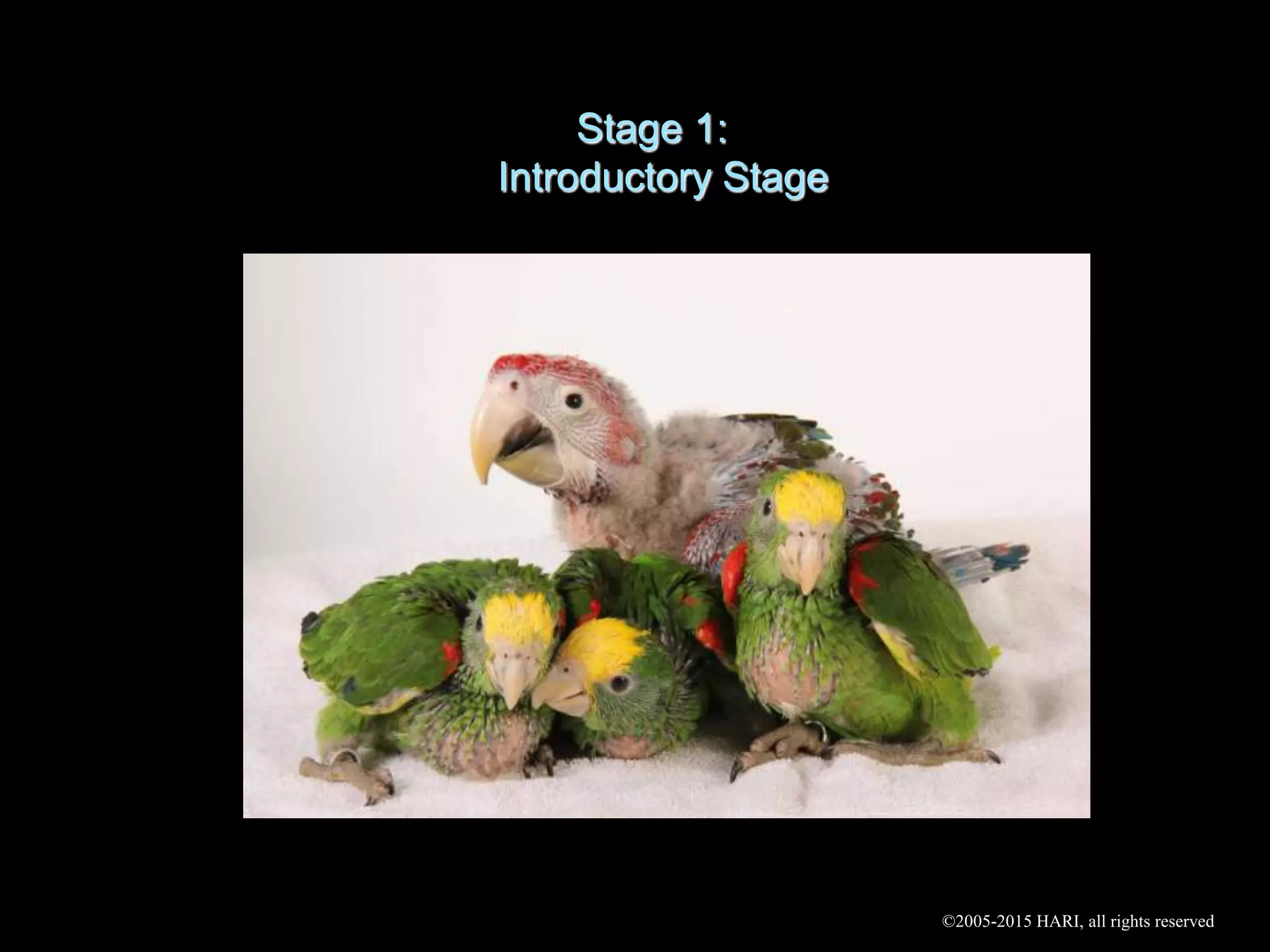 Early Parrot Education - Stage 1 - Introductory | PPTX