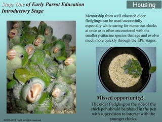 Early Parrot Education - Stage 1 - Introductory | PPTX