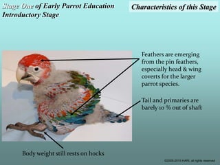 Early Parrot Education - Stage 1 - Introductory | PPTX