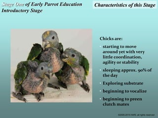 Early Parrot Education - Stage 1 - Introductory | PPTX