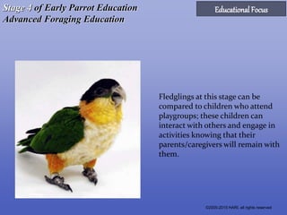 Early Parrot Education - Stage 4 - Advanced foraging education | PPTX
