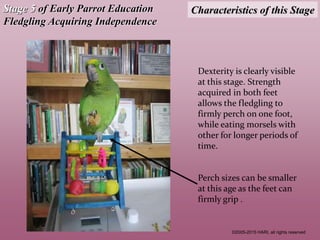Early Parrot Education - Stage 5 - Fledging Acquiring Independence | PPTX
