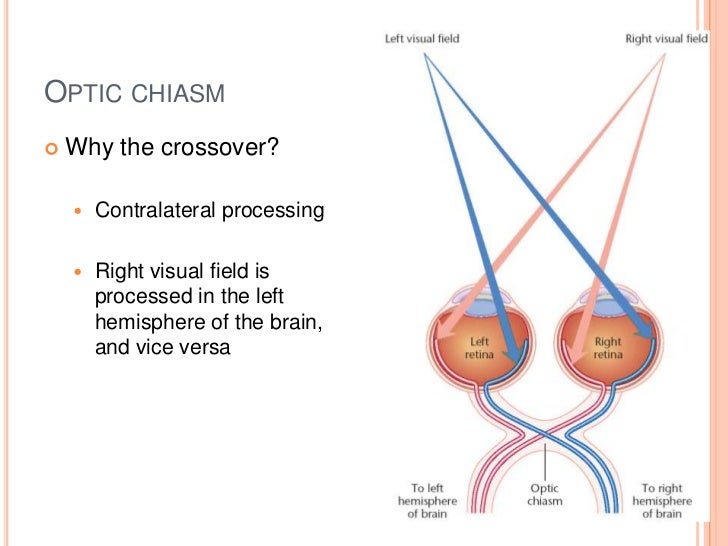 Lecture (Neuroscience)