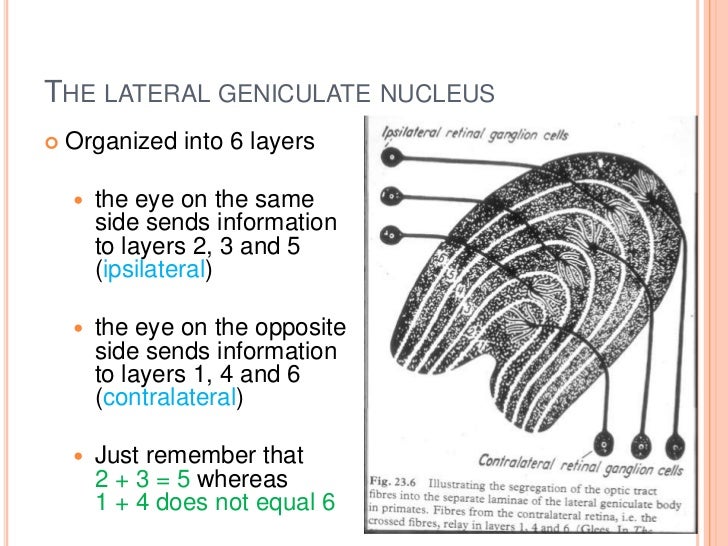 Lecture (Neuroscience)