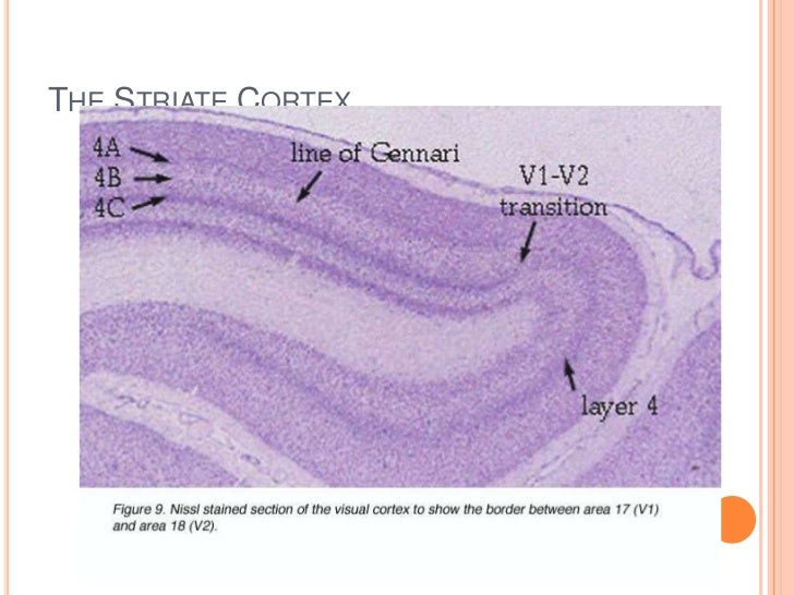 Lecture (Neuroscience)
