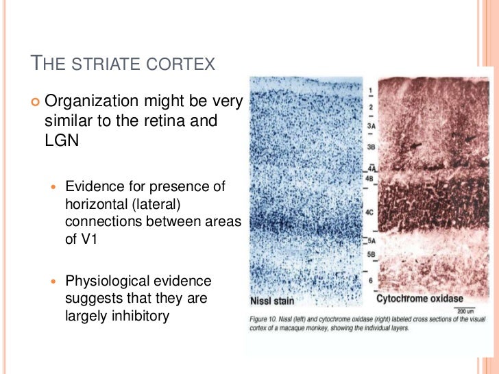 Lecture (Neuroscience)