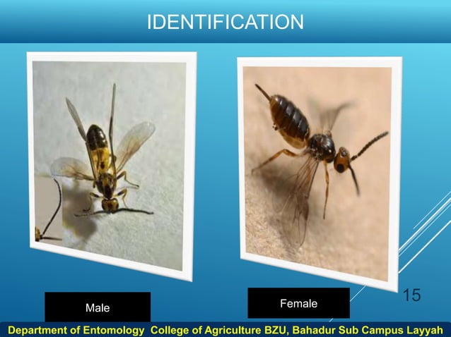 early shoot borer.pptx | Agriculture | Industries