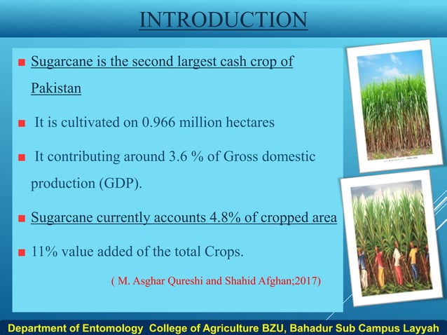 early shoot borer.pptx | Agriculture | Industries