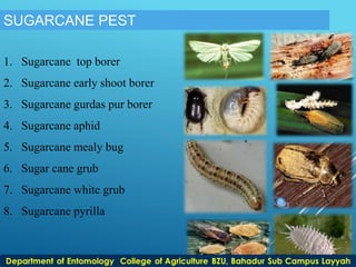 early shoot borer.pptx
