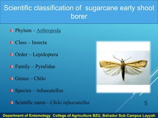 early shoot borer.pptx