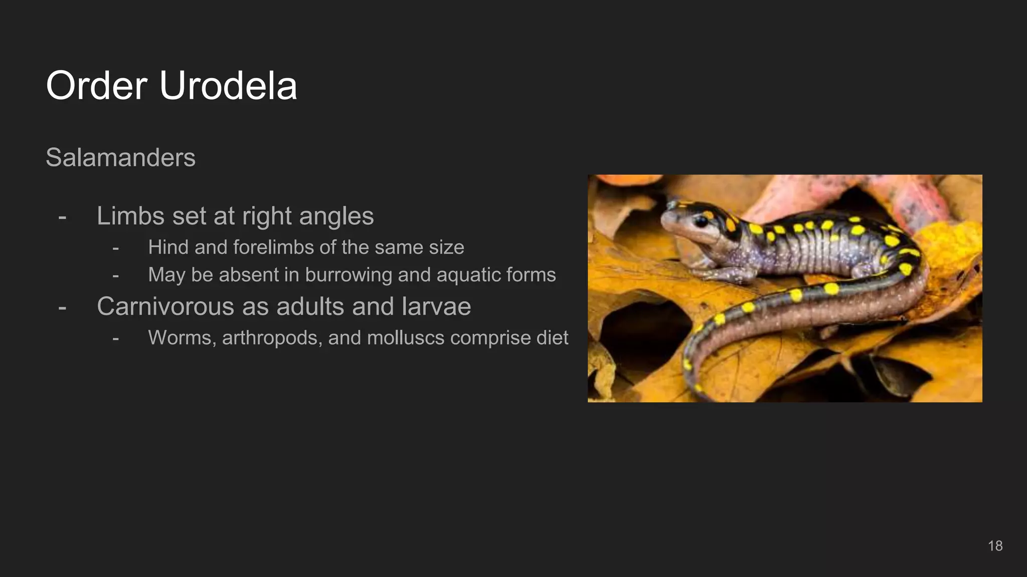 Early tetrapods and modern amphibians | PPTX