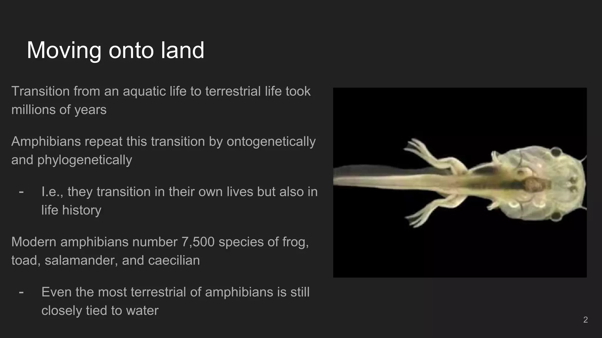 Early tetrapods and modern amphibians | PPTX