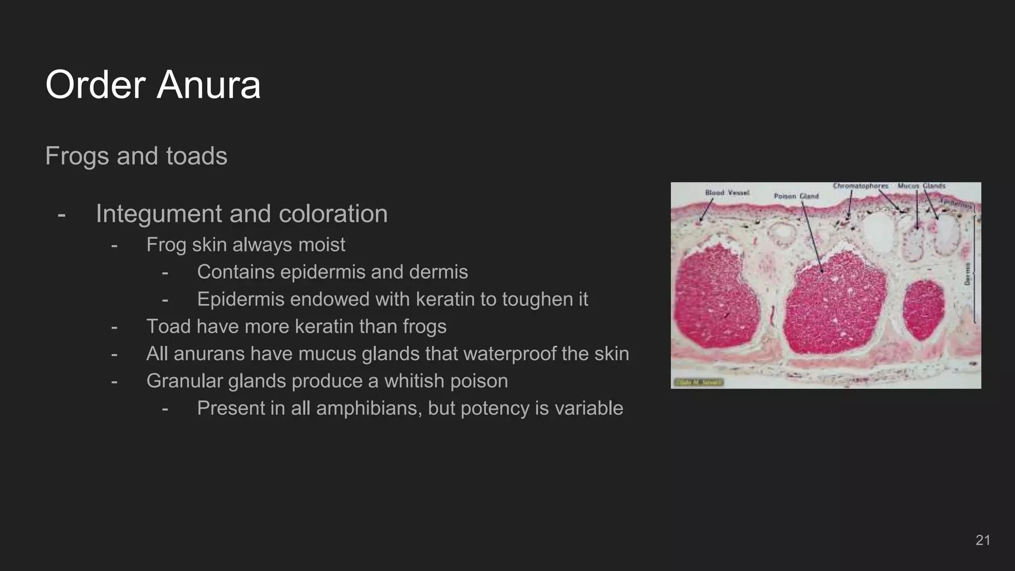 Early tetrapods and modern amphibians | PPTX