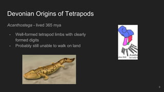Early tetrapods and modern amphibians | PPTX