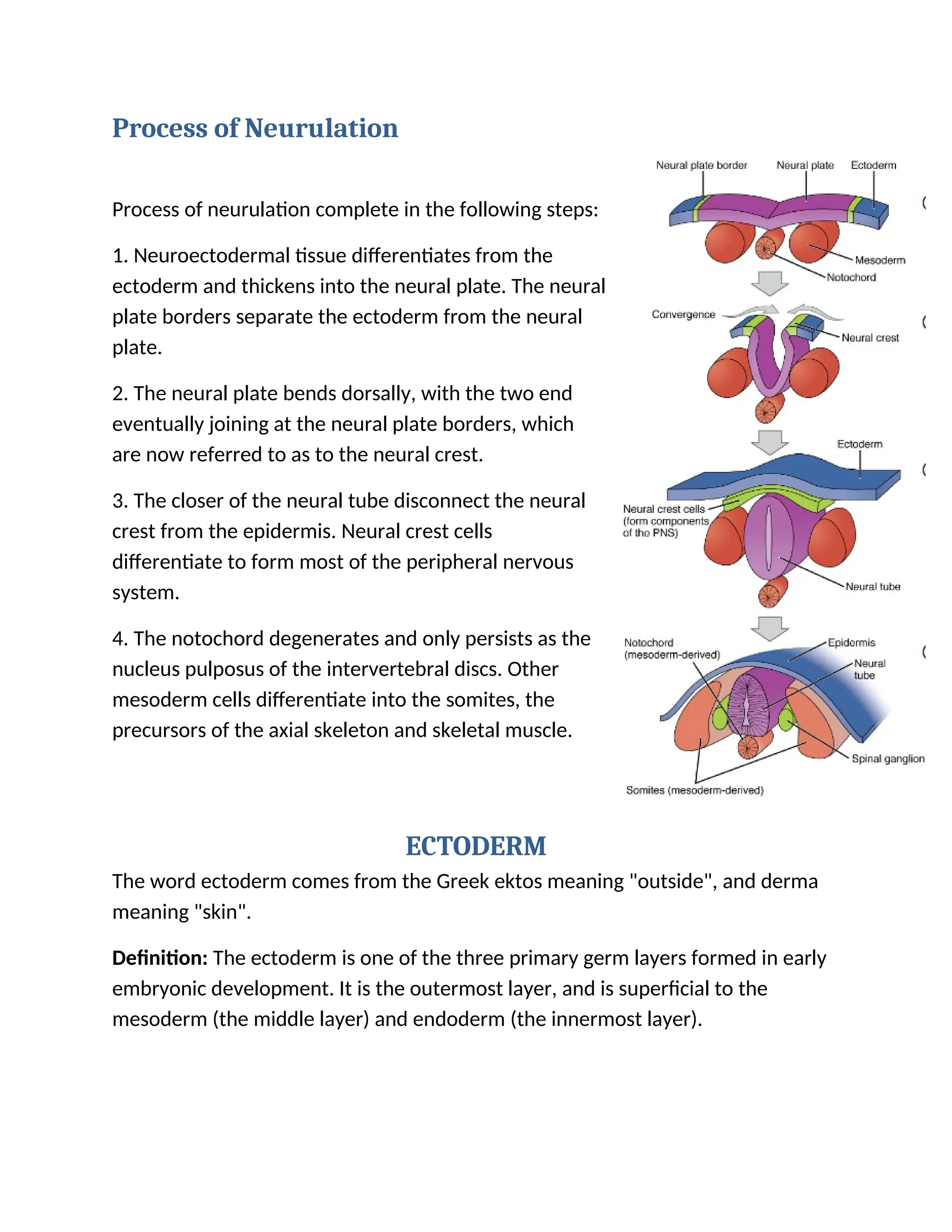 Early Vertebrate Development, NEURULATION, ECTODERM, MESODERM, ENDODERM ...