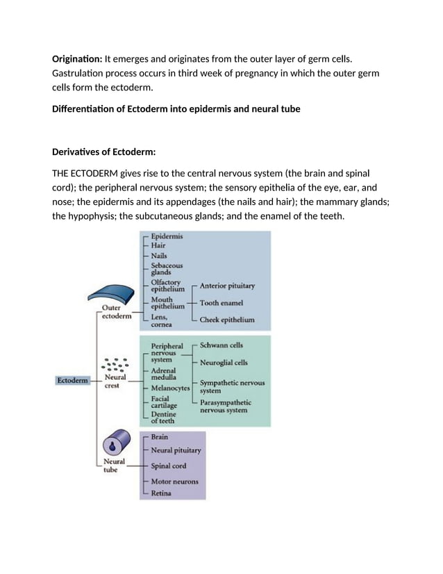 Early Vertebrate Development, NEURULATION, ECTODERM, MESODERM, ENDODERM ...