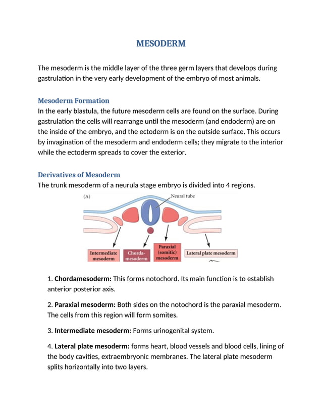 Early Vertebrate Development, NEURULATION, ECTODERM, MESODERM, ENDODERM ...
