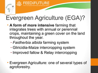 Evidence for scaling-up evergreen agriculture to increase productivity ...