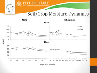 Sustainable intensification and diversification of maize-based farming ...