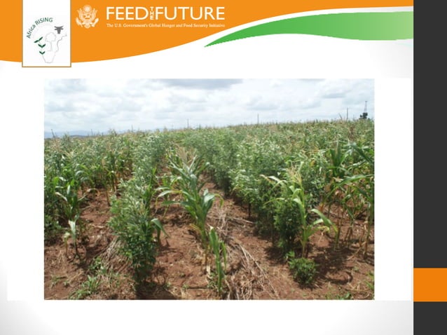 Multiplication of breeder and basic seed for maize and legumes in ...