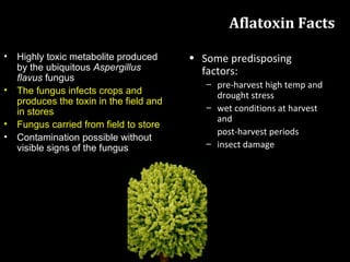 Mycotoxin contamination in Tanzania: Quantifying the problem in maize ...