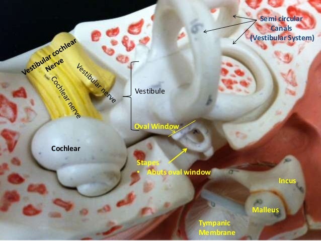 Semicircular Canals Model