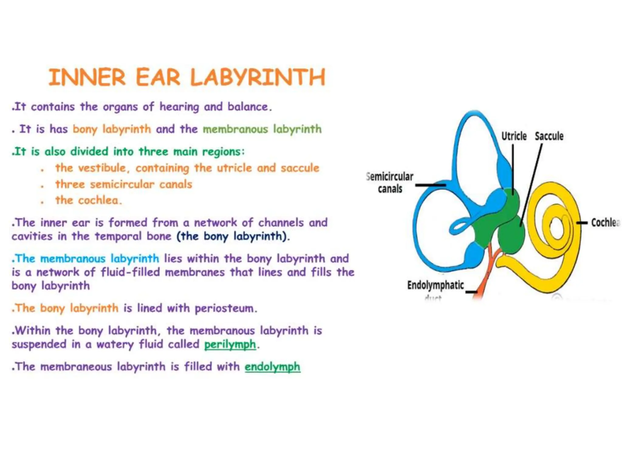 Ear and its disorders in anatomy and physiology | PPTX