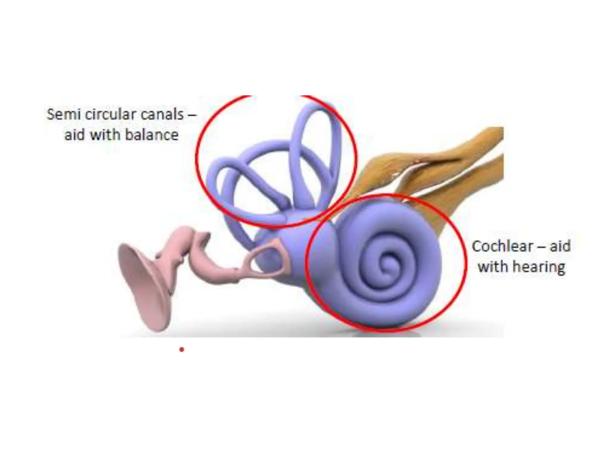 Ear and its disorders in anatomy and physiology | PPT