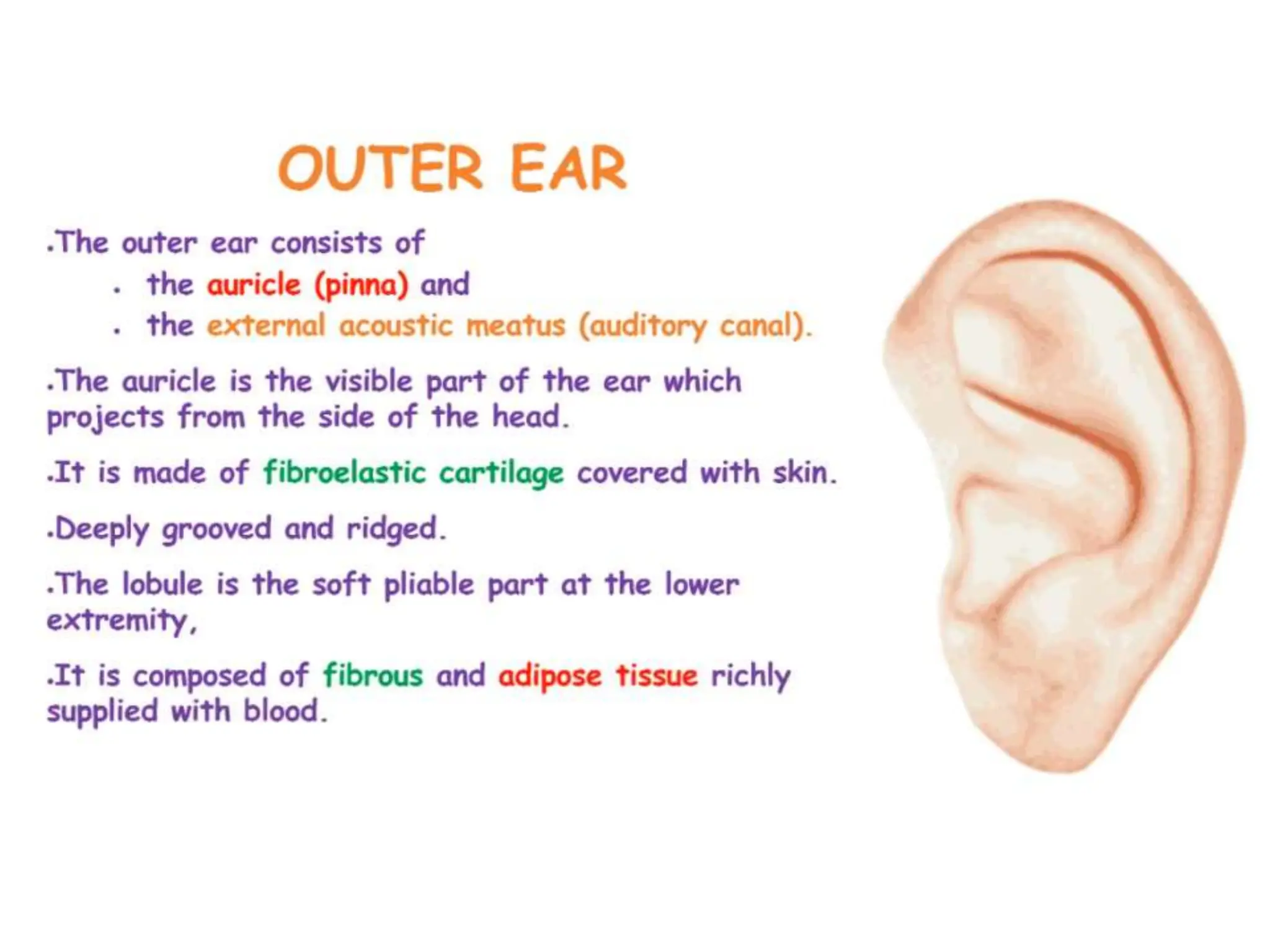 Ear and its disorders in anatomy and physiology | PPTX