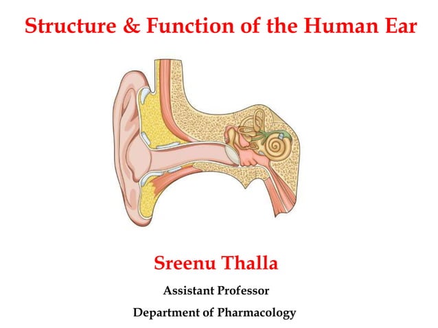 Ear and its disorders in anatomy and physiology | PPTX