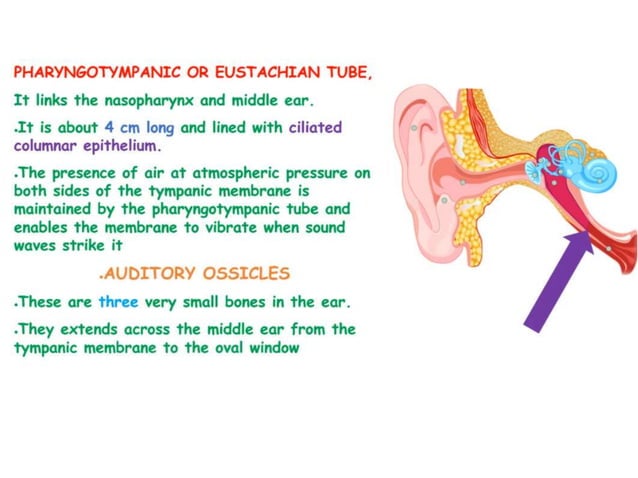 Ear and its disorders in anatomy and physiology | PPTX