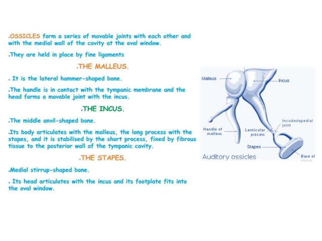 Ear and its disorders in anatomy and physiology | PPTX