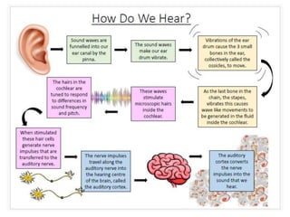 Ear and its disorders in anatomy and physiology | PPT