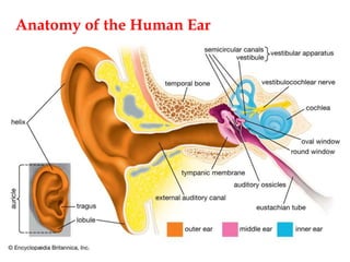Ear and its disorders in anatomy and physiology | PPTX