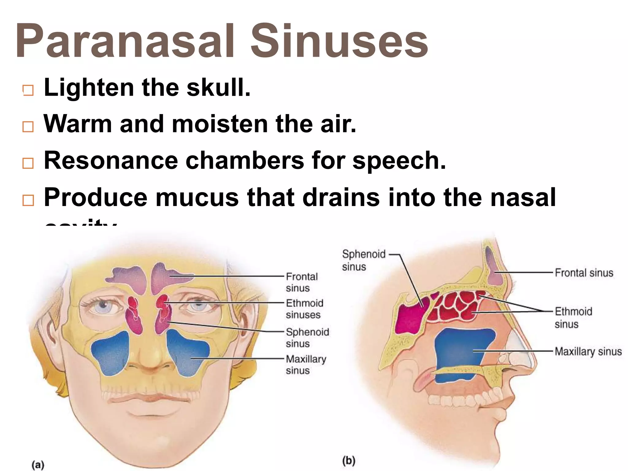 EAR, NOSE AND THROAT.pptx | Ear, Nose and Throat Conditions | Diseases and Conditions