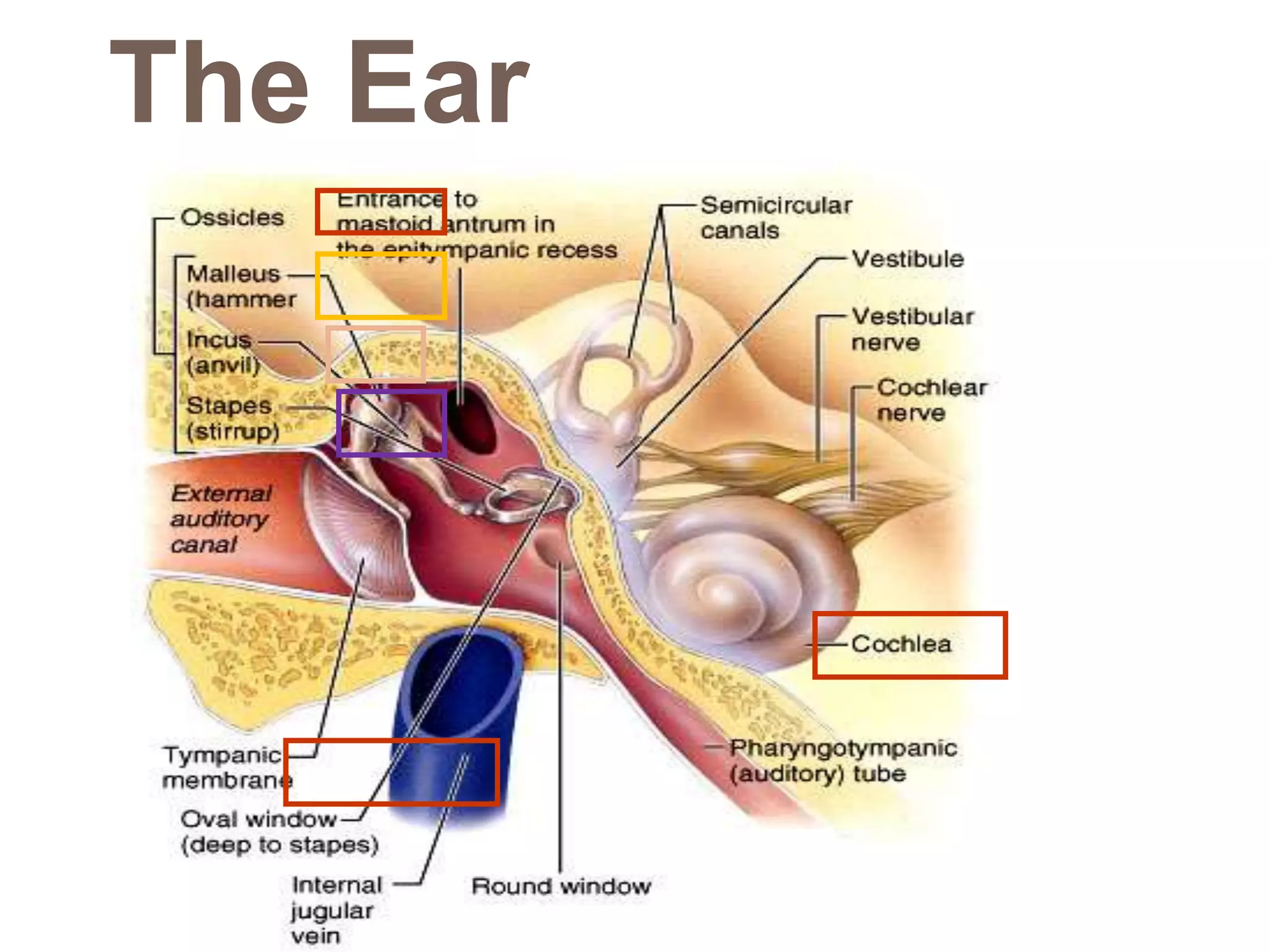 EAR, NOSE AND THROAT.pptx | Ear, Nose and Throat Conditions | Diseases and Conditions