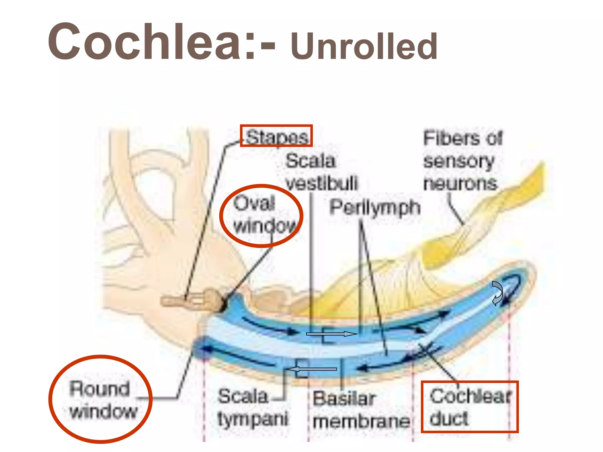 EAR, NOSE AND THROAT.pptx