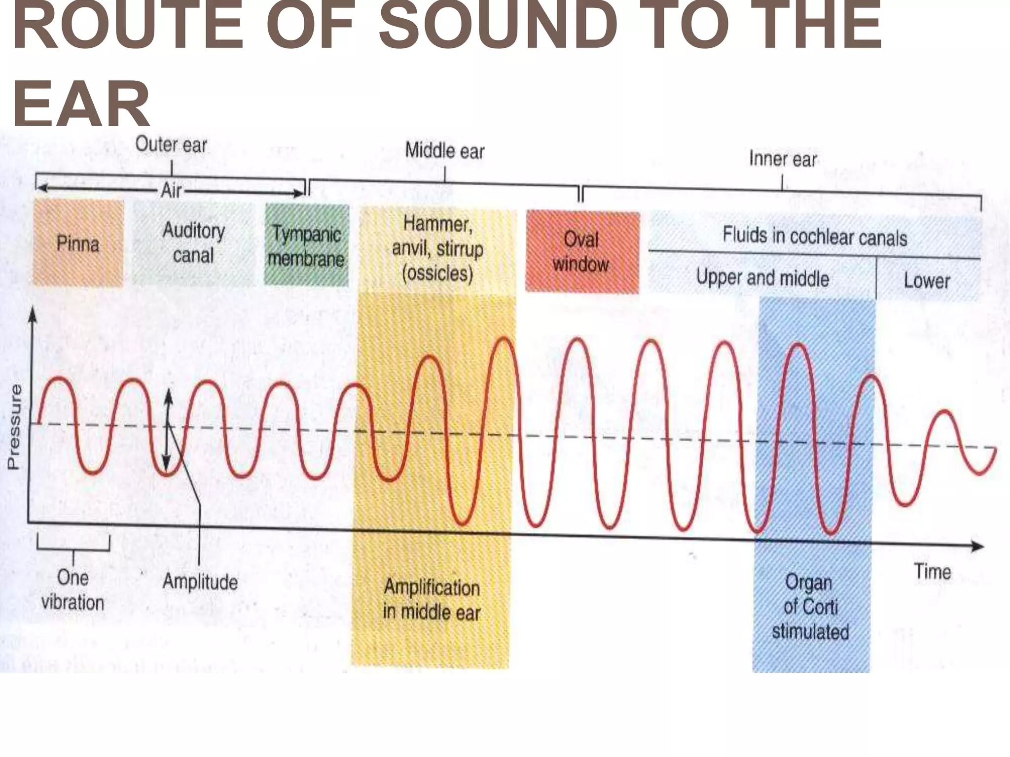 EAR, NOSE AND THROAT.pptx