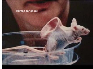 ear on rat.ppt