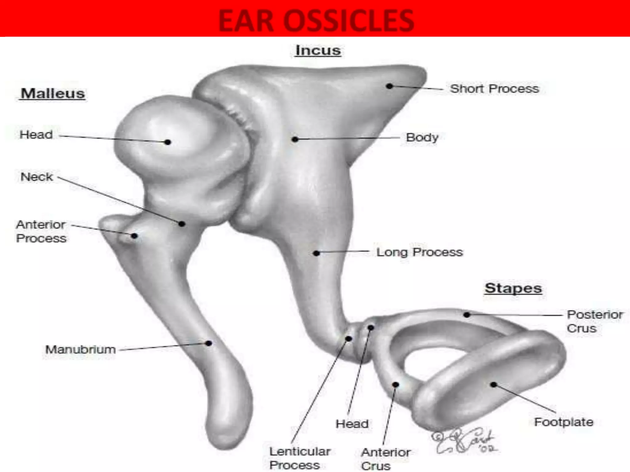 ear ossicles.pptx