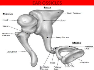 ear ossicles.pptx