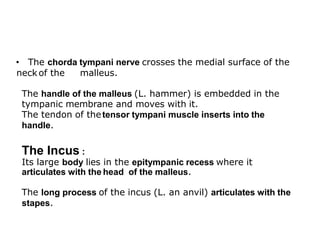 ear ossicles.pptx