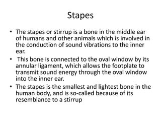 ear ossicles.pptx