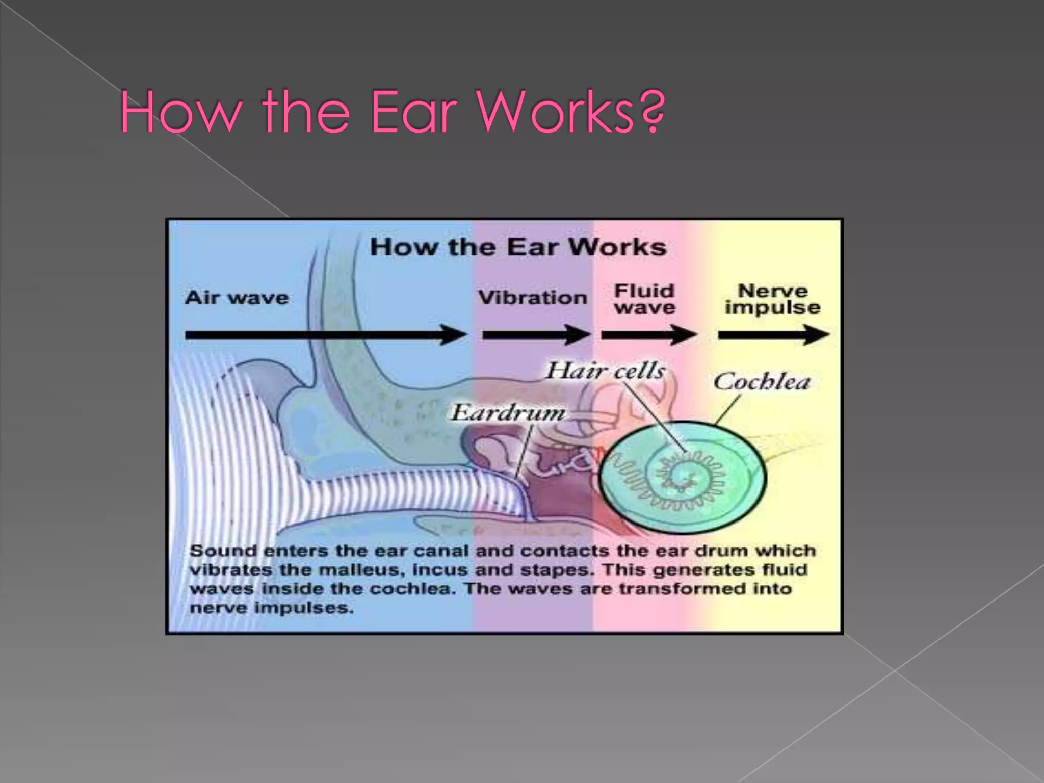 Ear parts and its function | PPTX