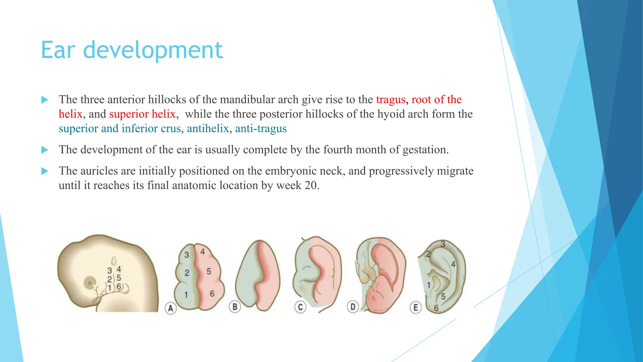 Ear Reconstruction_084051.pptx | Ear, Nose and Throat Conditions | Diseases and Conditions