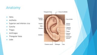 Ear Reconstruction_084051.pptx