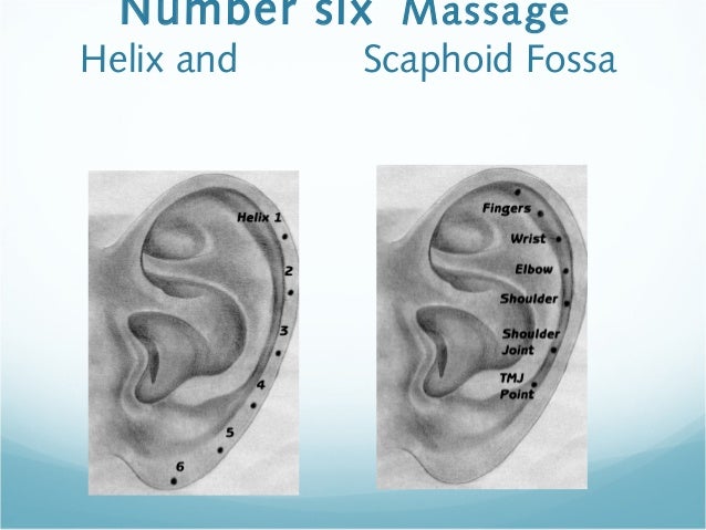 Scaphoid Fossa Skull