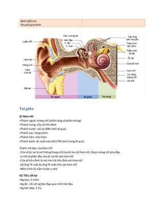 Anatomy: Ear | PDF