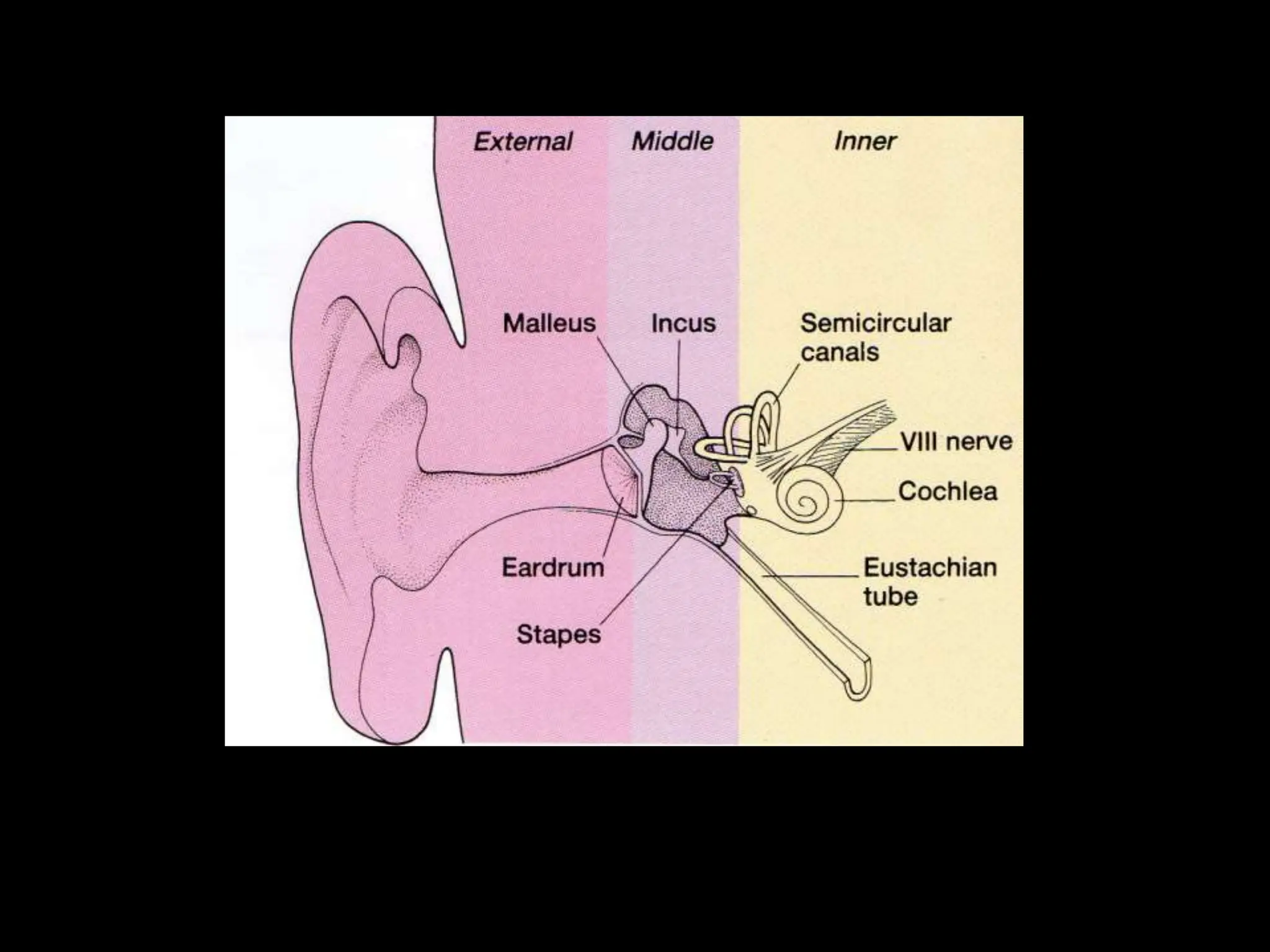 Ears, anatomy and otoscopic pathology, pictures and diagrams.ppt