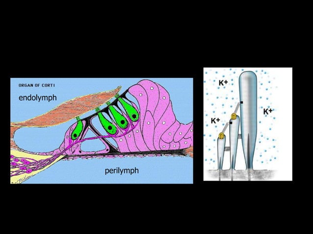 Ears, anatomy and otoscopic pathology, pictures and diagrams.ppt